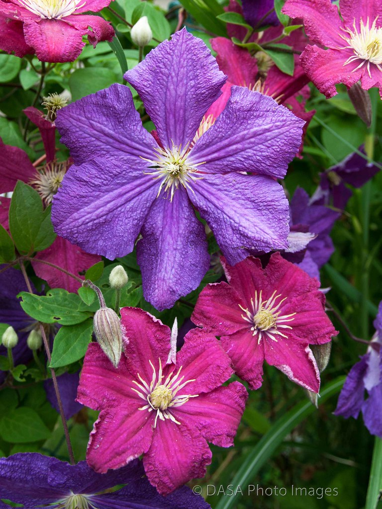 Clematis 6493 | Clematis - Barbara Harrington & Victoria | S & D ...
