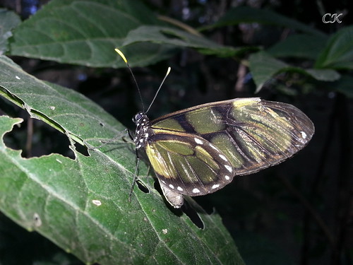 Butterfly. Mariposa. | Taken at Guembe Biocenter. Foto tomad… | Flickr