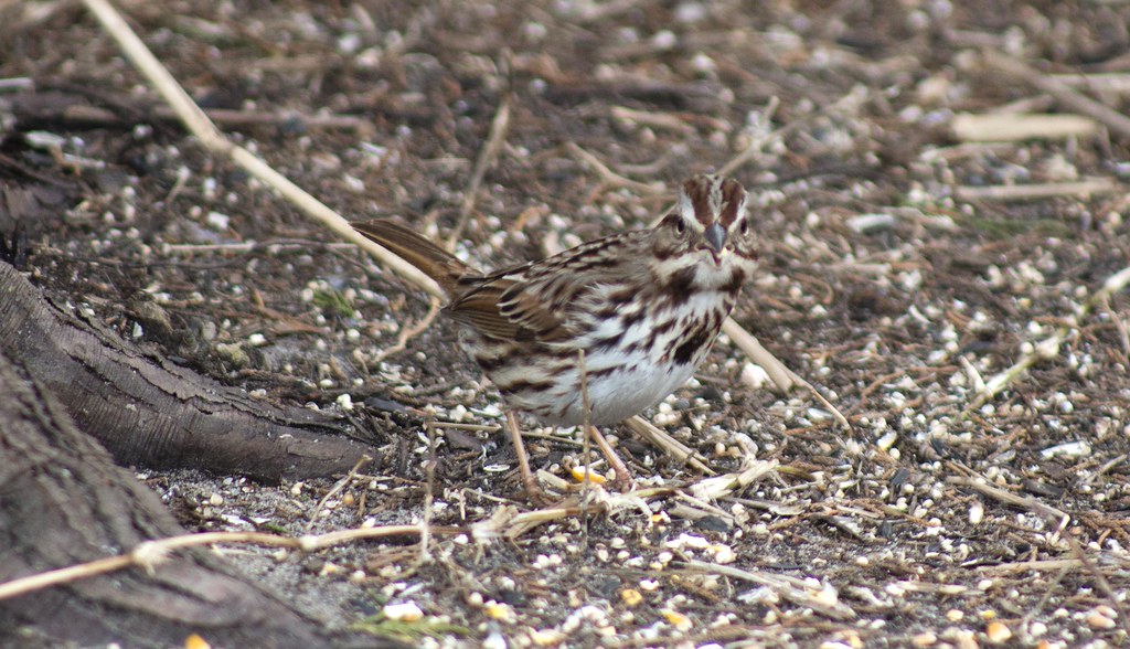 Bold Singer | After any disturbance, such as a passing car, … | Flickr