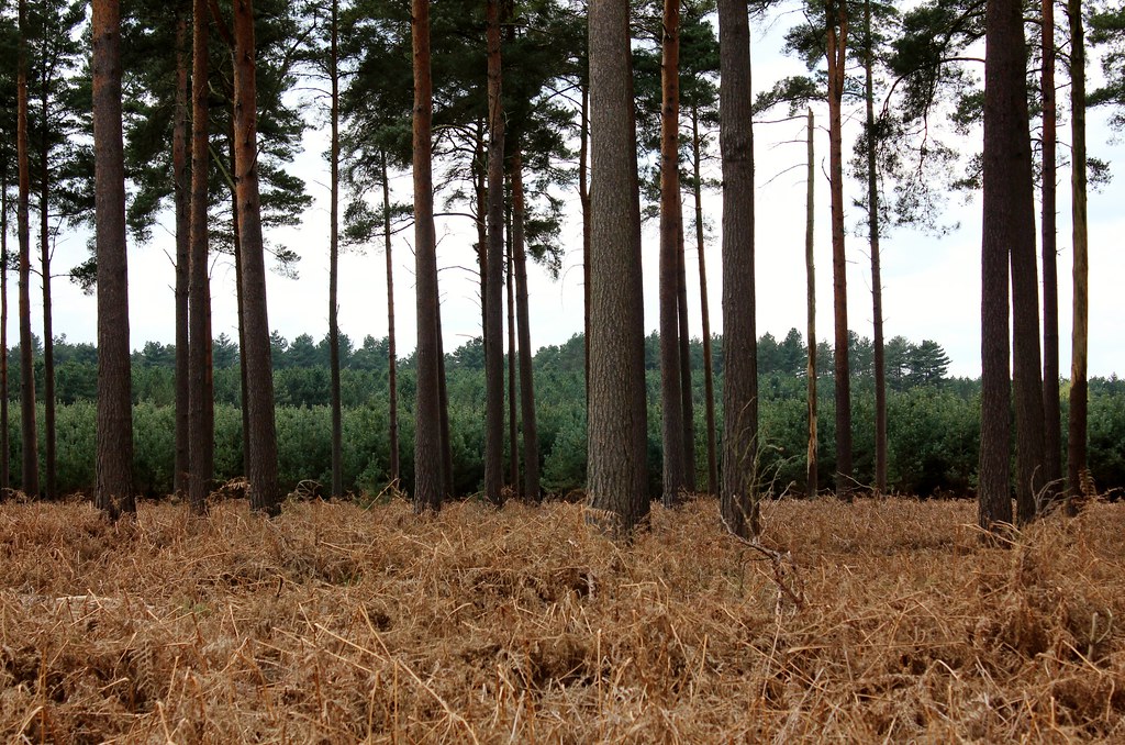 Vertical Pines in a Dry Bracken Clearing, Thetford Forest, England