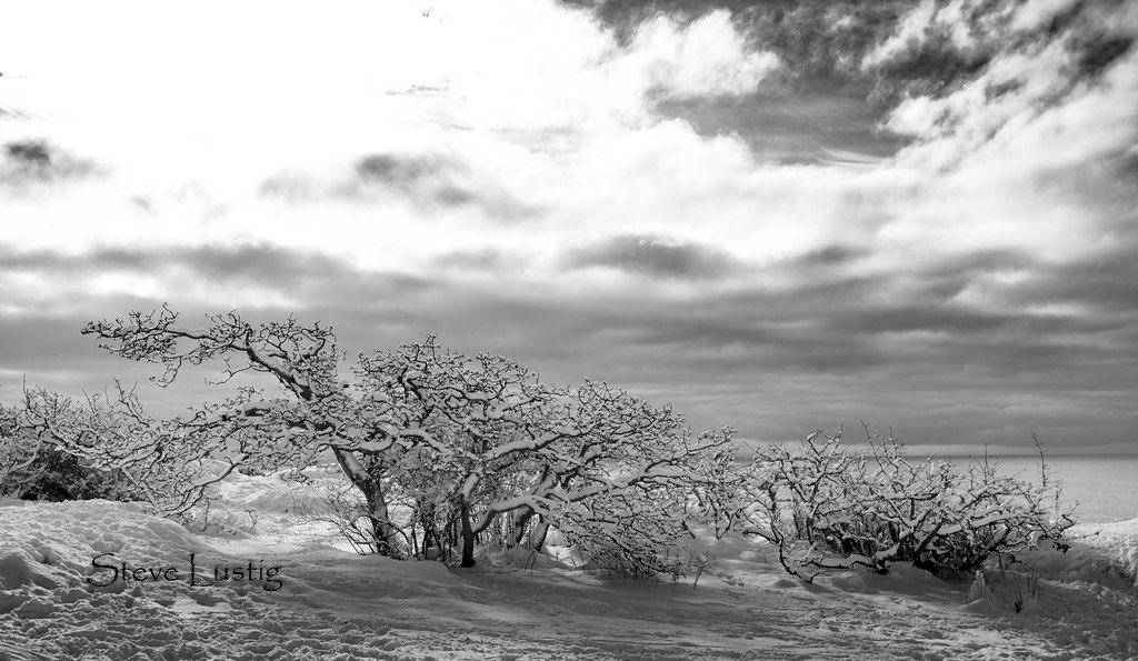 Snow-laden coastal shrubs under a moody winter sky
