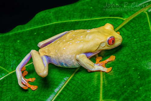 Albino morph of the Red-Eyed Tree Frog (Agalychnis callidr… | Flickr