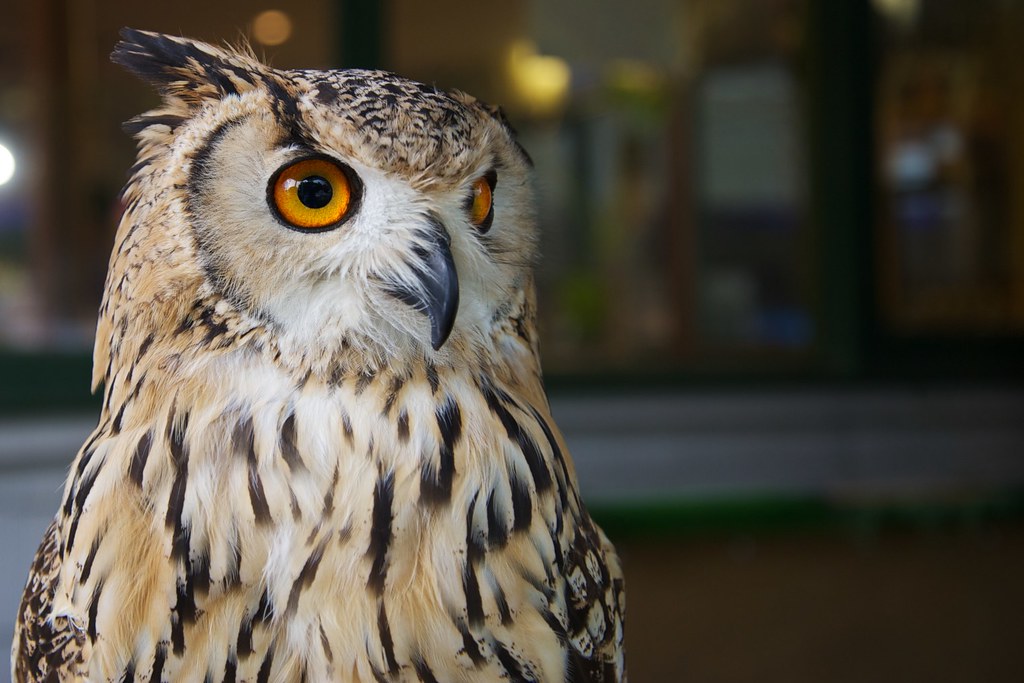 Intimate Close-Up of a Mottled Owl with Amber Eyes in an Urban Setting