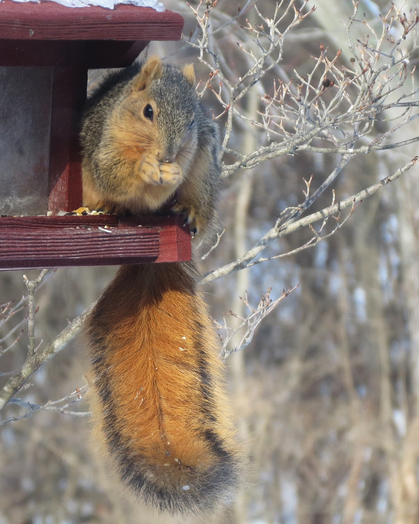 Sciurus niger Linnaeus, 1758 (Fox Squirrel) Newark OH - Ir… | Flickr