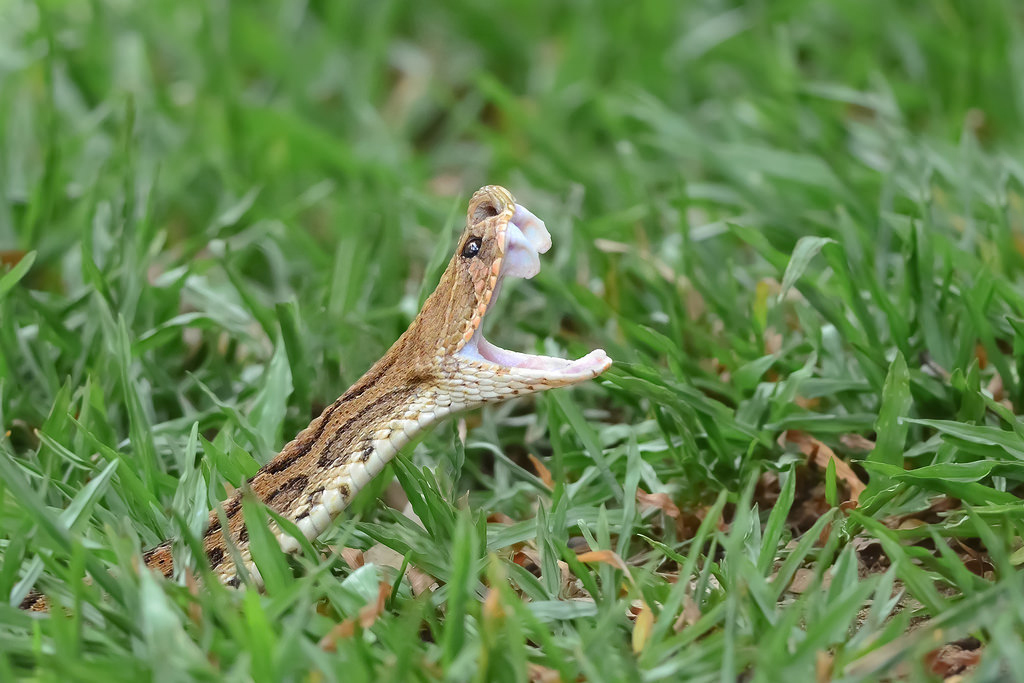 Mouth Gaping By The Deadly Venomous Serpent Russells Vi… Flickr