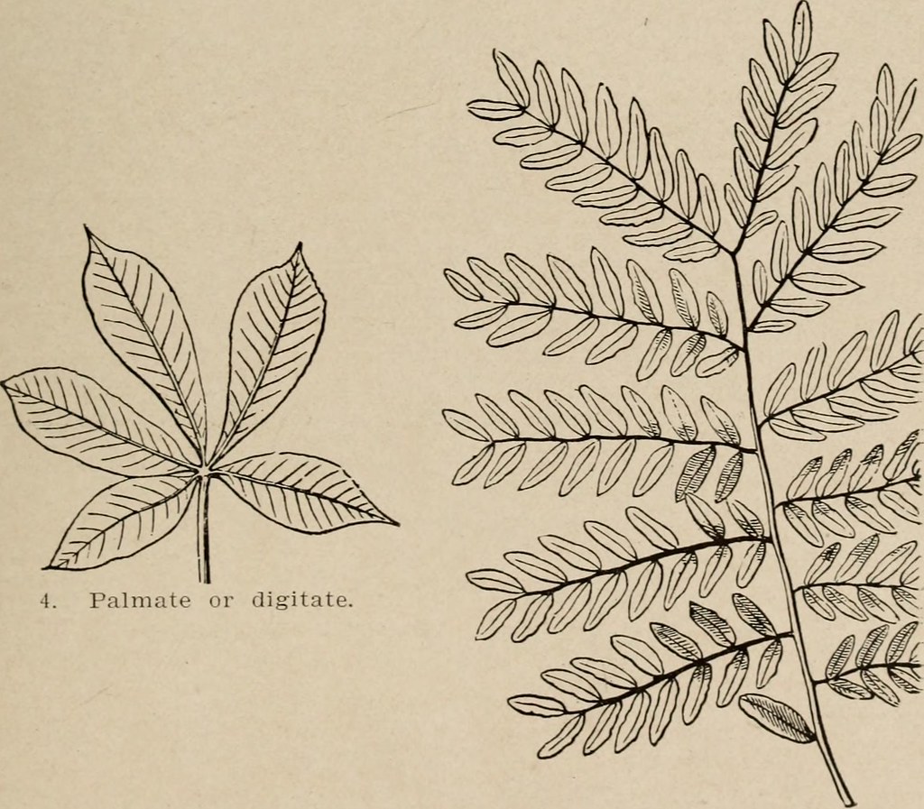 Twice Pinnately Compound Leaf