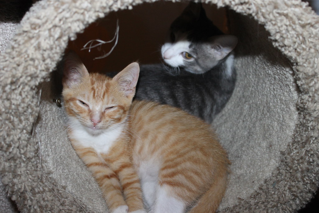 Two kittens rest in a plush cat tunnel at Crafty Cat Rescue, Ann Arbor, MI — August 12, 2014