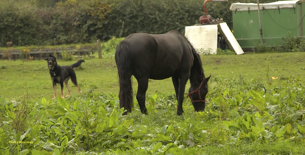 Autumn Grazing in Cheshire: A Black Horse in a Meadow with a Dog in the Background