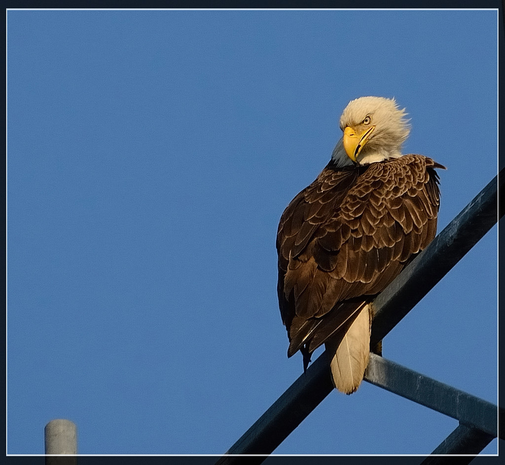 Bald Eagle on the Cell!! | For the past few weeks I have bee… | Flickr