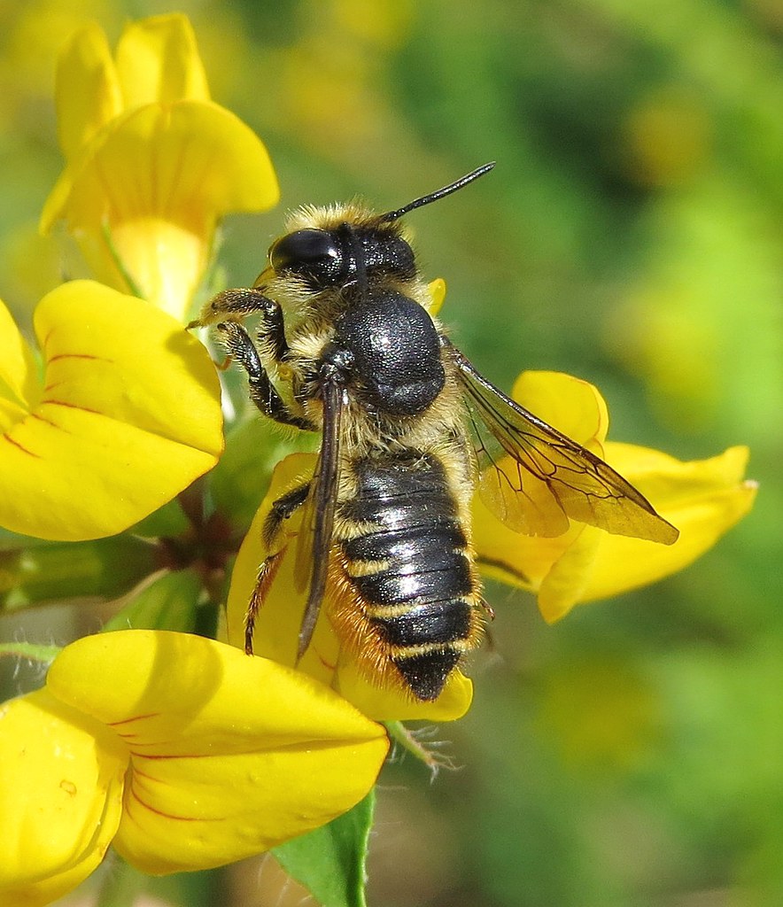 Megachile centuncularis female - Noirmont, Jersey 2014a | Flickr