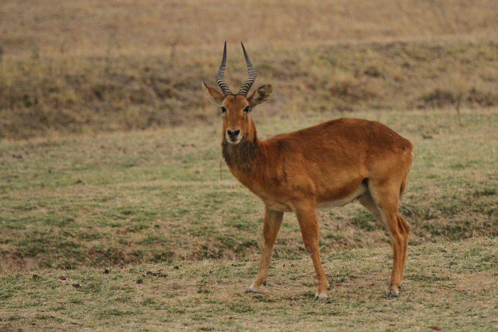 Kobus vardonii | Puku (South Luangwa) | D. F. P. | Flickr