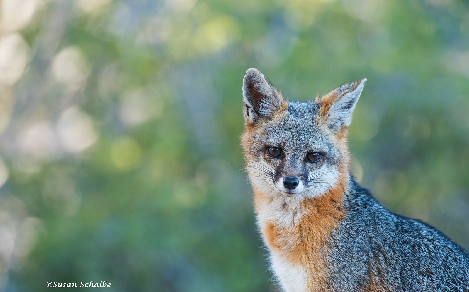 Grey Fox | Flickr