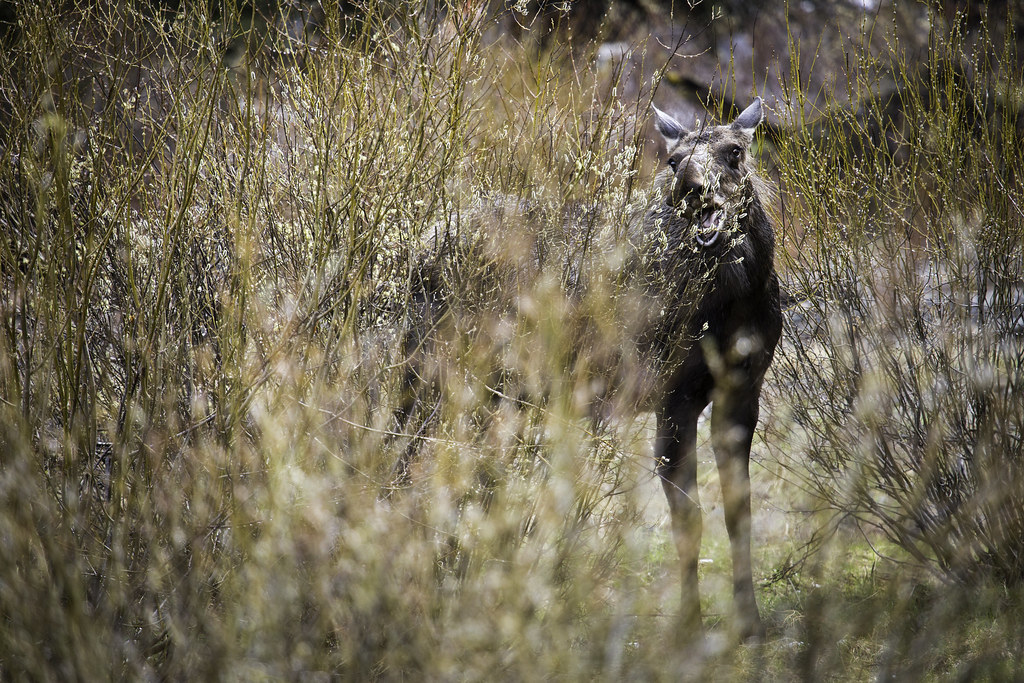 Cow moose in willow thicket along Soda Butte Creek, Montana