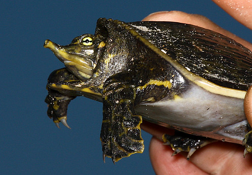 Baby Florida Softshell Turtle | Saved this little Florida So… | Flickr