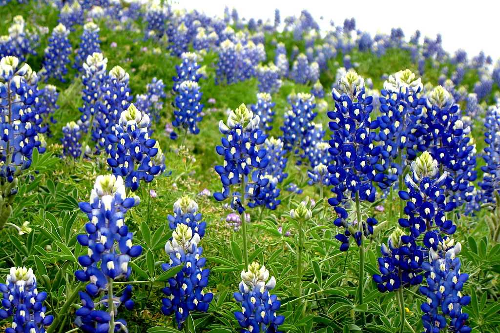 Texas Bluebonnets | Marble Falls, Texas Hwy 281 | Andreanna Moya ...
