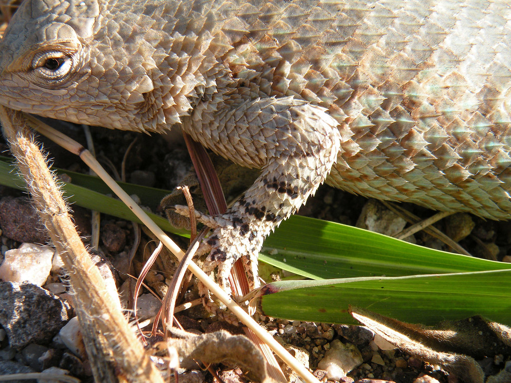Clark's Spiny Lizard | Flickr