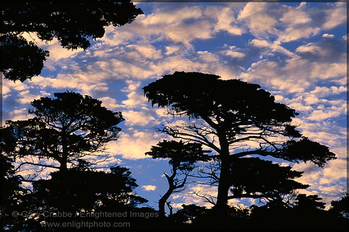 Cypress Trees and clouds at sunset | Cypress Trees and cloud… | Flickr