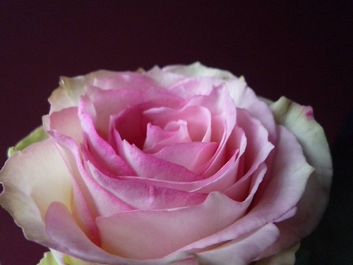 rose "espérance" | peltier patrick | Flickr