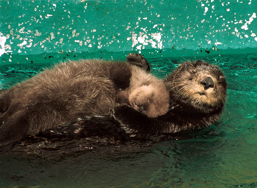 Mother and baby otter at Seattle Aquarium, 2002 | Item 13259… | Flickr