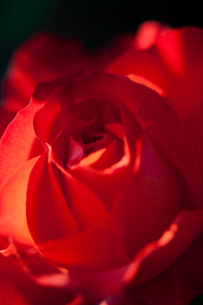 Maruyama Rose (円山) — Close-up Macro of Crimson Petals in Low-Key Lighting