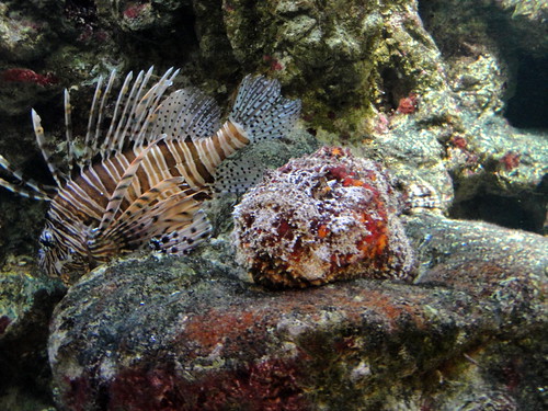 Pittsburgh Zoo & Aquarium - Lionfish & Stonefish | fkalltheway | Flickr