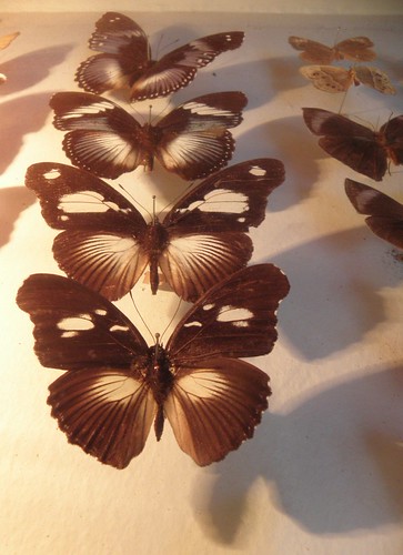 Pinned butterflies | Why it is okay to take the insects from… | Flickr