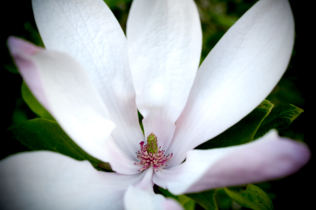 FLOWER-1 | Kristie Karum | Flickr
