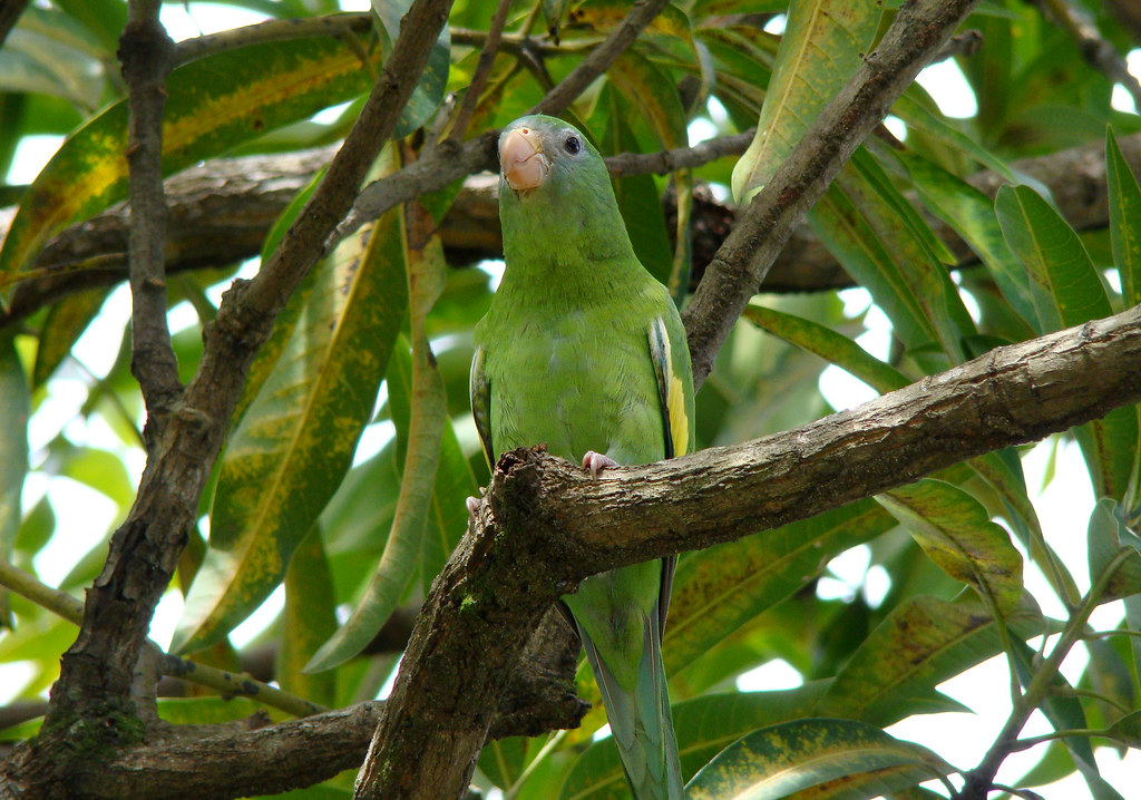 Periquito-de-asa-branca - Brotogeris versicolurus | Carlos Dias Timm ...