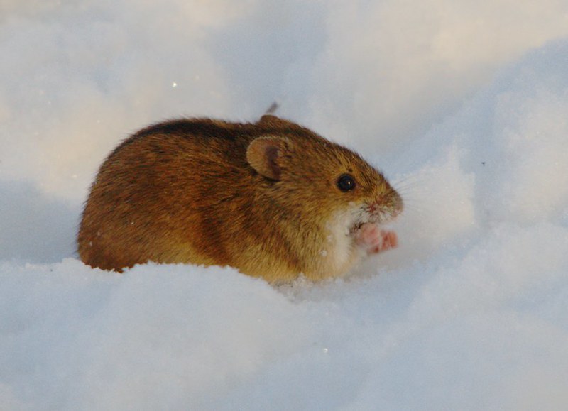 Striped Field Mouse