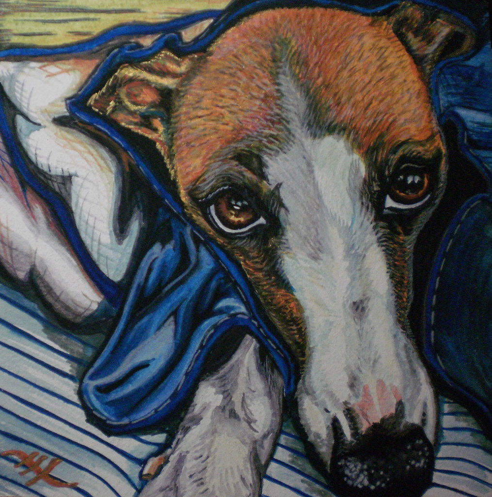 Cozy Whippet | Whippet snuggled in a cozy blanket in waterco… | Melissa ...