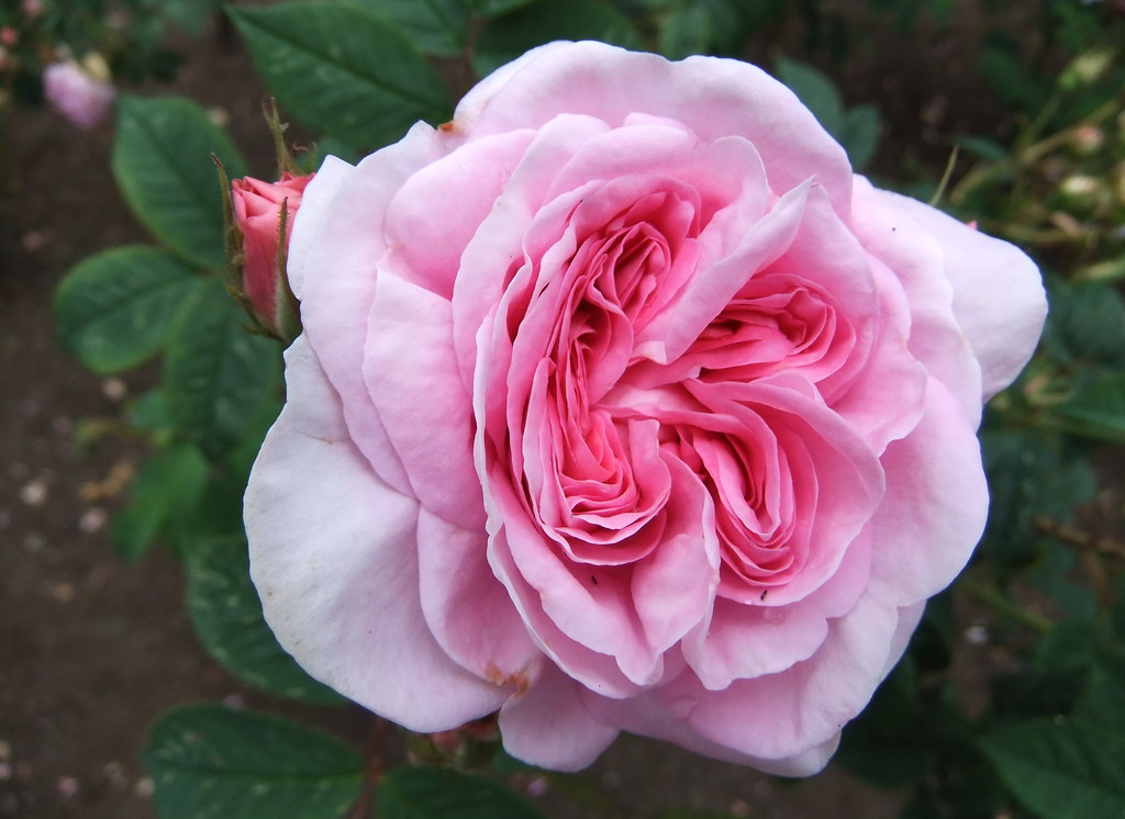 Rosa "Konigin Von Danemark" (Queen of Denmark) | Of the 60+ … | Flickr