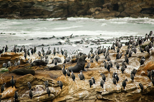 Shag Point, Otago, New Zealand | Rich | Flickr