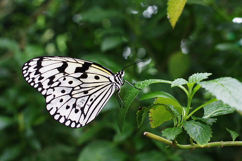 Numbered Butterfly | Numbered Butterfly at an exhibition hal… | Flickr