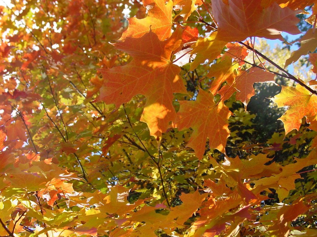 Fall Colors | Flickr