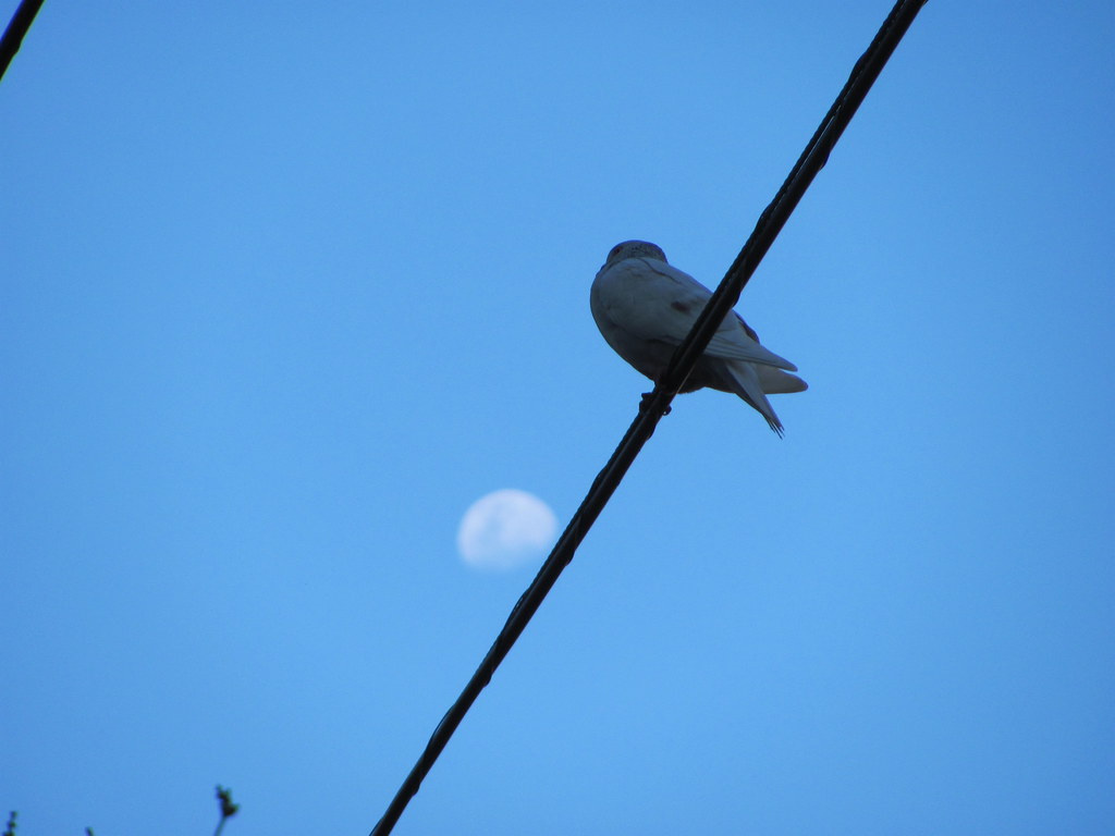 White dove and the Moon | 90 bpm | Flickr