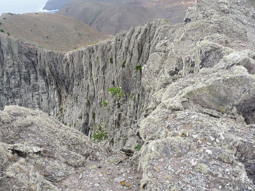 St. Helena, on Great Stone Top | Scrubwood, (Commidendrum ru… | Flickr