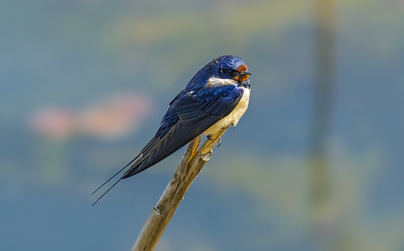 Red-chested Swallow / Hirundo lucida photo call and song