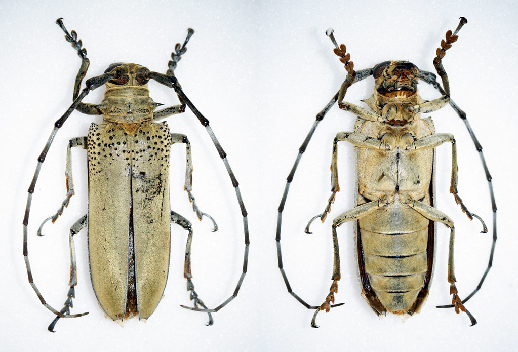 Apriona cinerea | Chevrolat,1852 Sex: Female Data: 26-06-08 … | Flickr