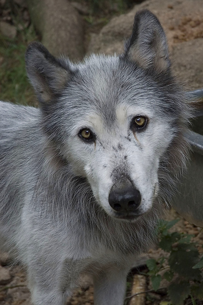 Louve | Canis lupus lycaon. Le parc à loups du Gévaudan est … | Flickr