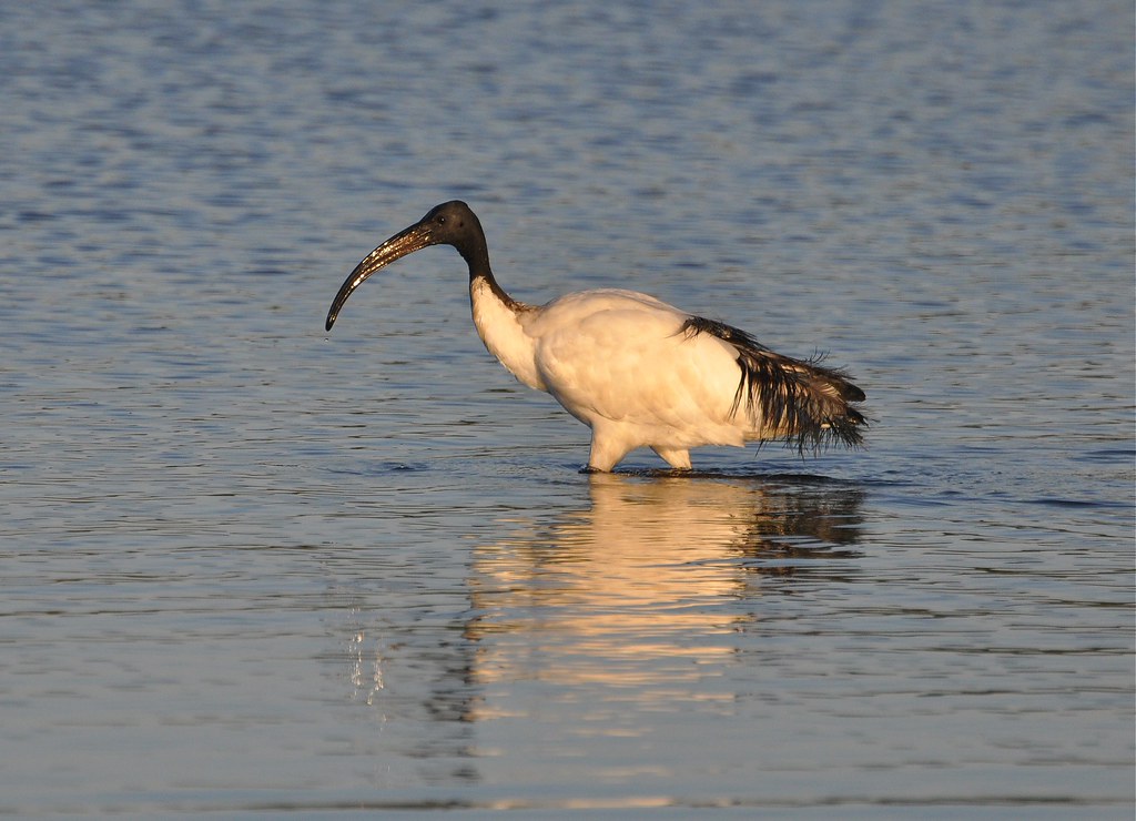 Threskiornis aethiopicus - Sacred ibis - Ibis sacré - An i… | Flickr