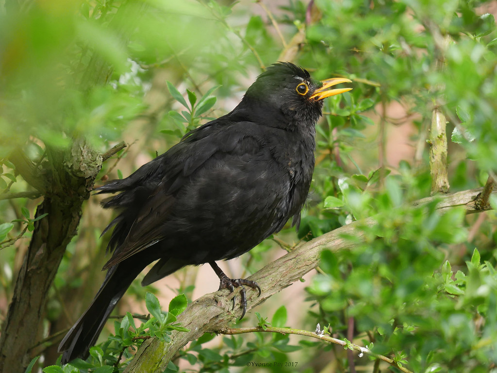 Singing blackbird | Accompanied to the sound of this blackbi… | Flickr