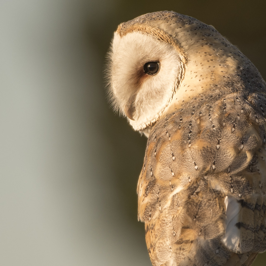 Wild Barn Owl | Another from my time with the wild barn owl … | Flickr