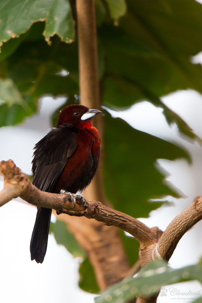 Rufous-chested passerine perched on a branch at Karlsruhe Zoo, Germany