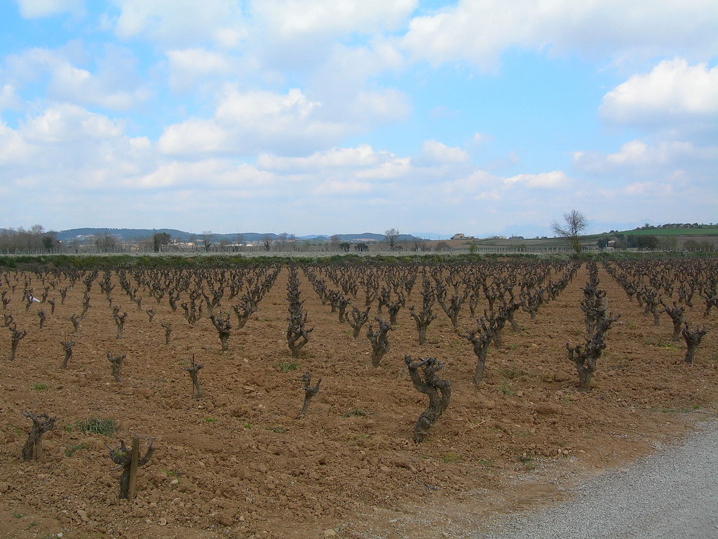 Cava Vines near Villafranca del Penedes-Catalonia | WePhotographer | Flickr