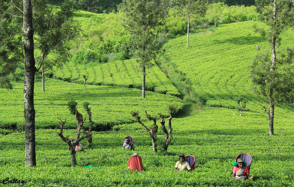 Tea Plantation - Kandy, Sri lanka | Beautiful tea plantation… | Flickr