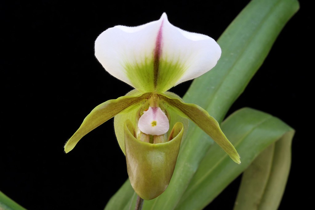 Paphiopedilum Western Sky 'Snow Cloud' x spicerianum | Flickr