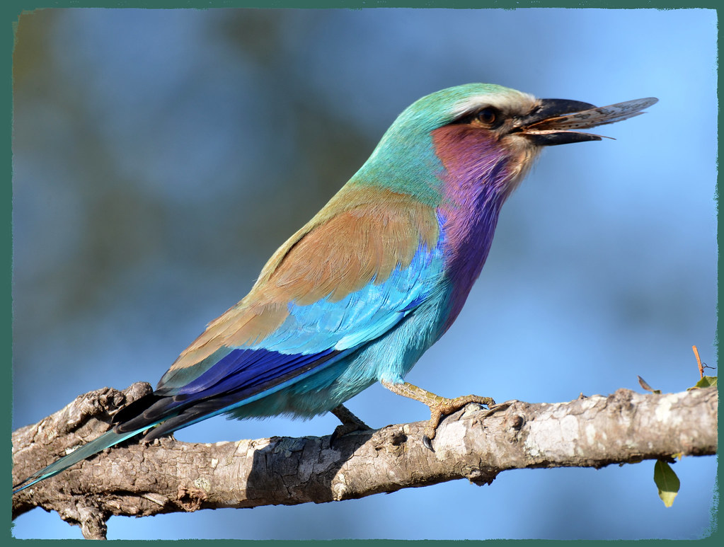 Lilac Breasted Roller Coaster Flickr