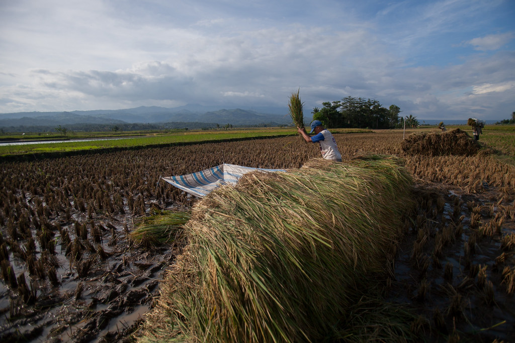 Rice Harvest on a Paddy Bund in Bontomanai, Bantaeng, South Sulawesi, Indonesia