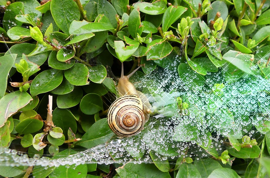 Snail weather | After recent heavy rain, my hedge was full o… | Flickr