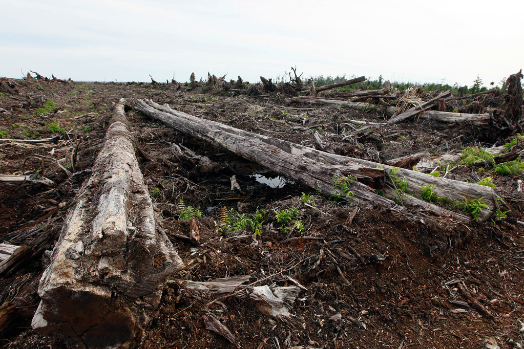 Tripa peat swamp, Aceh, Indonesia: cleared land with fallen logs and emergent green shoots (2012)